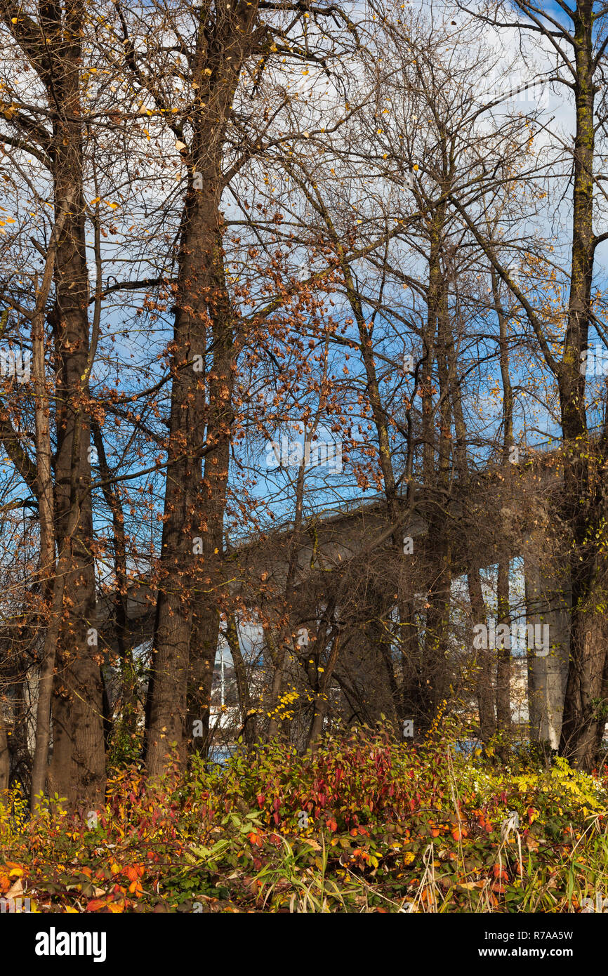 Concrete structure of the Knight Street Bridge behind autumn colours in ...
