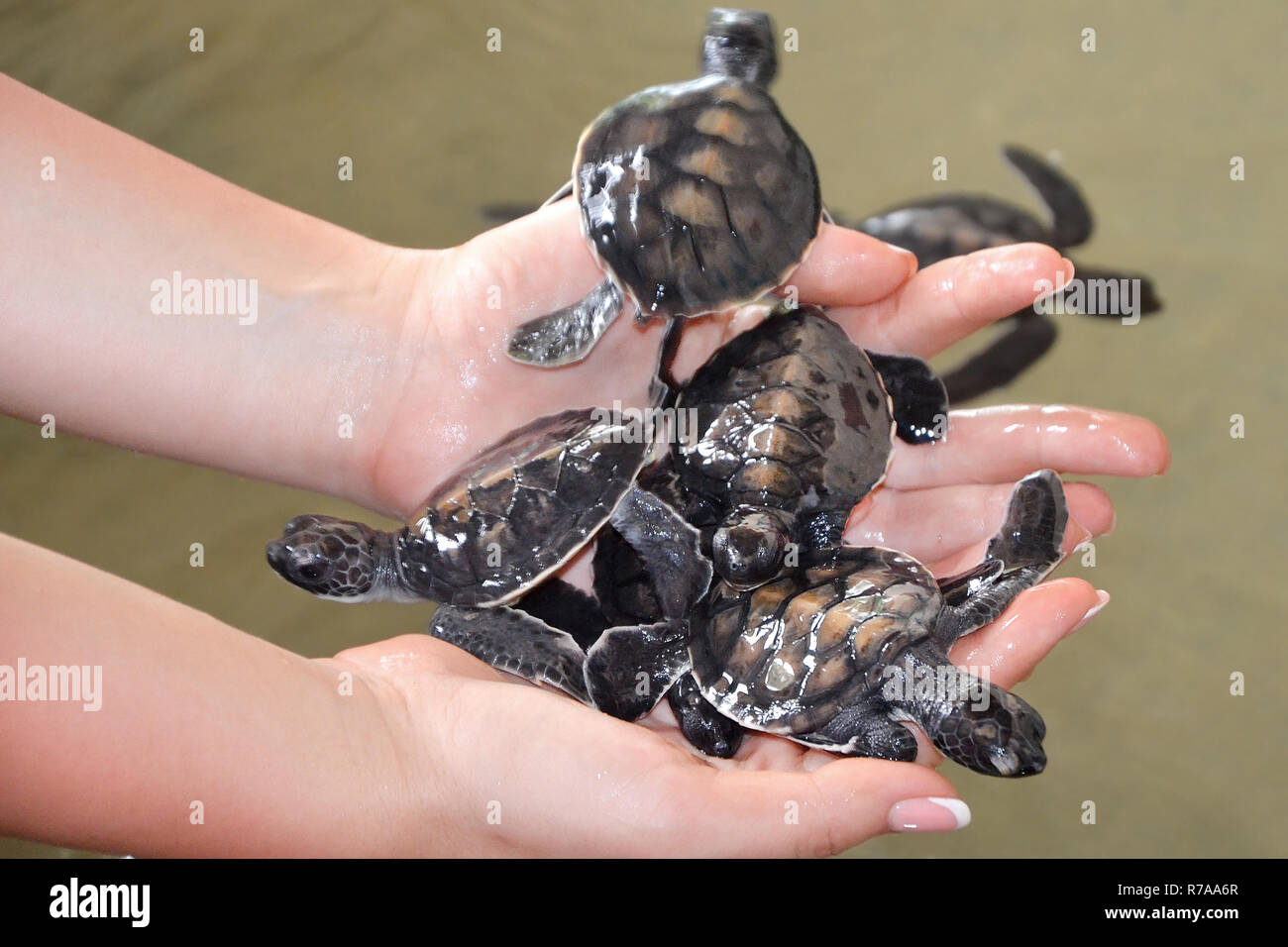 Female hands hold small turtles. Caring for newborn turtle in the Sea ...