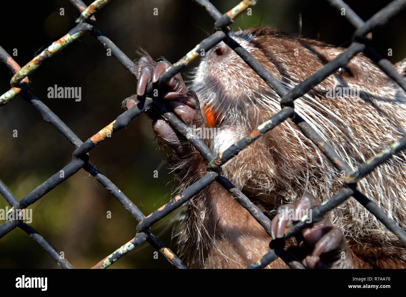 Orange teeth hi-res stock photography and images - Alamy