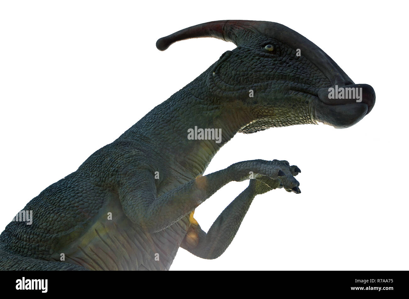 Dinosaur Parasaurolophus on a white background. Isolate Stock Photo - Alamy
