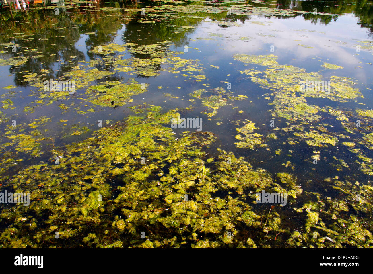 Growth of microscopic algae hi-res stock photography and images - Alamy