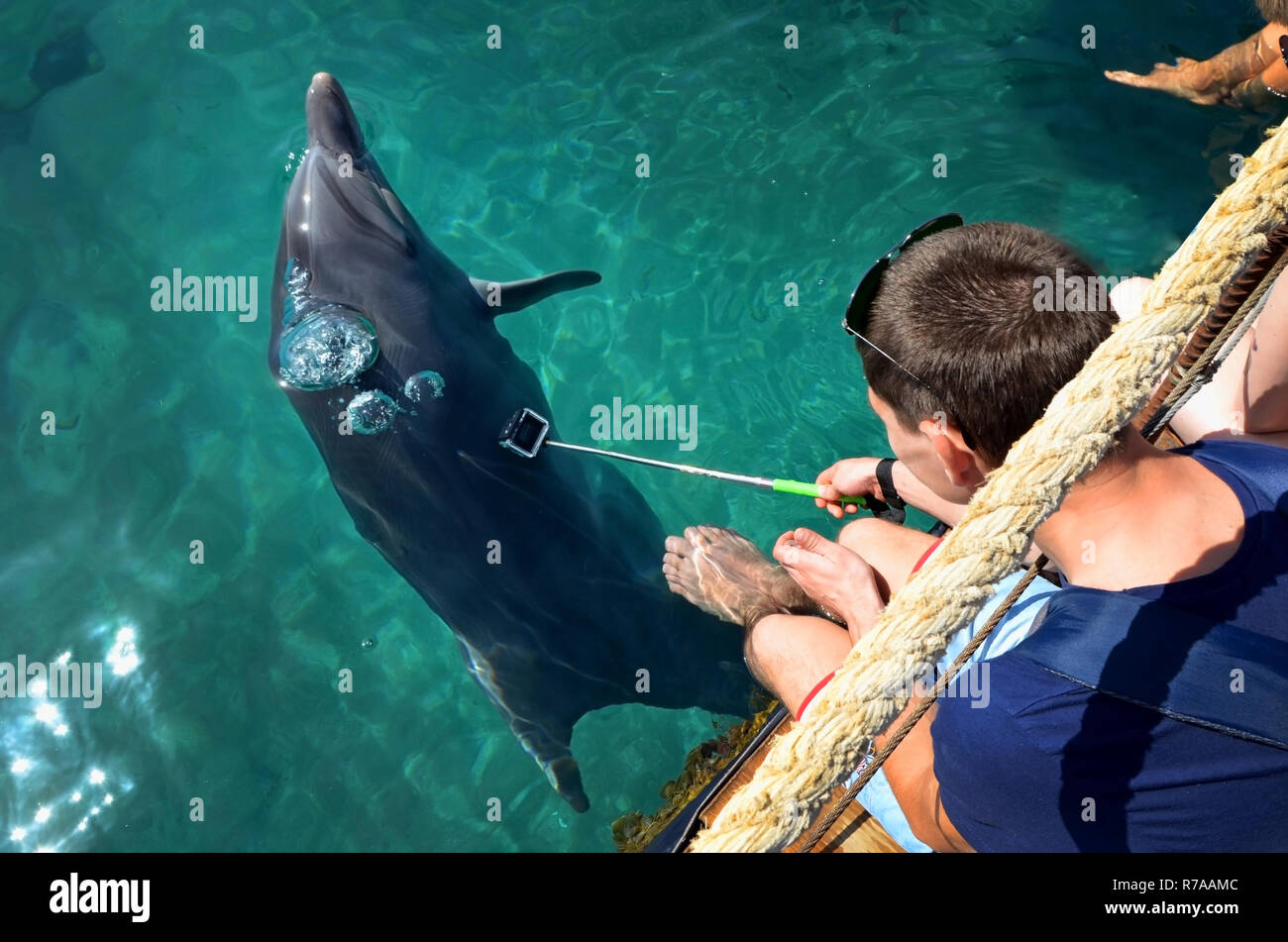 a young guy sits on the pier and takes a picture of a dolphin under ...