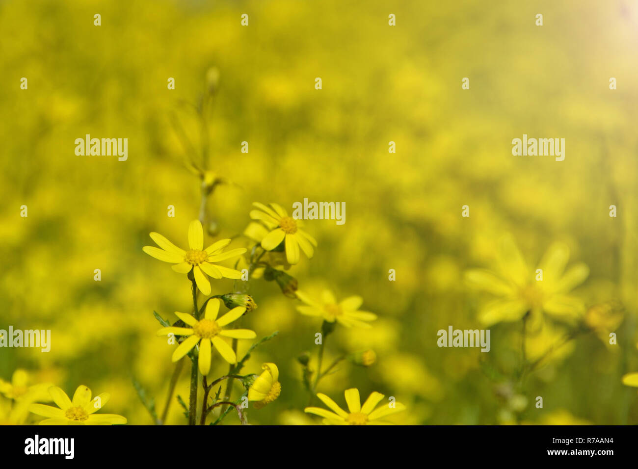 Field of yellow daisies. blurred summer background Stock Photo - Alamy