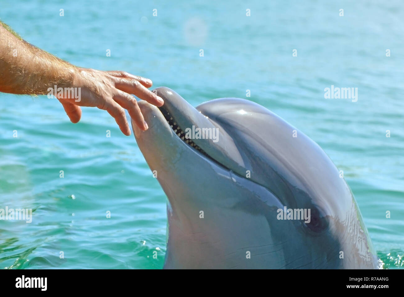 human hand and head of a smiling dolphin . saving animals in Israel ...