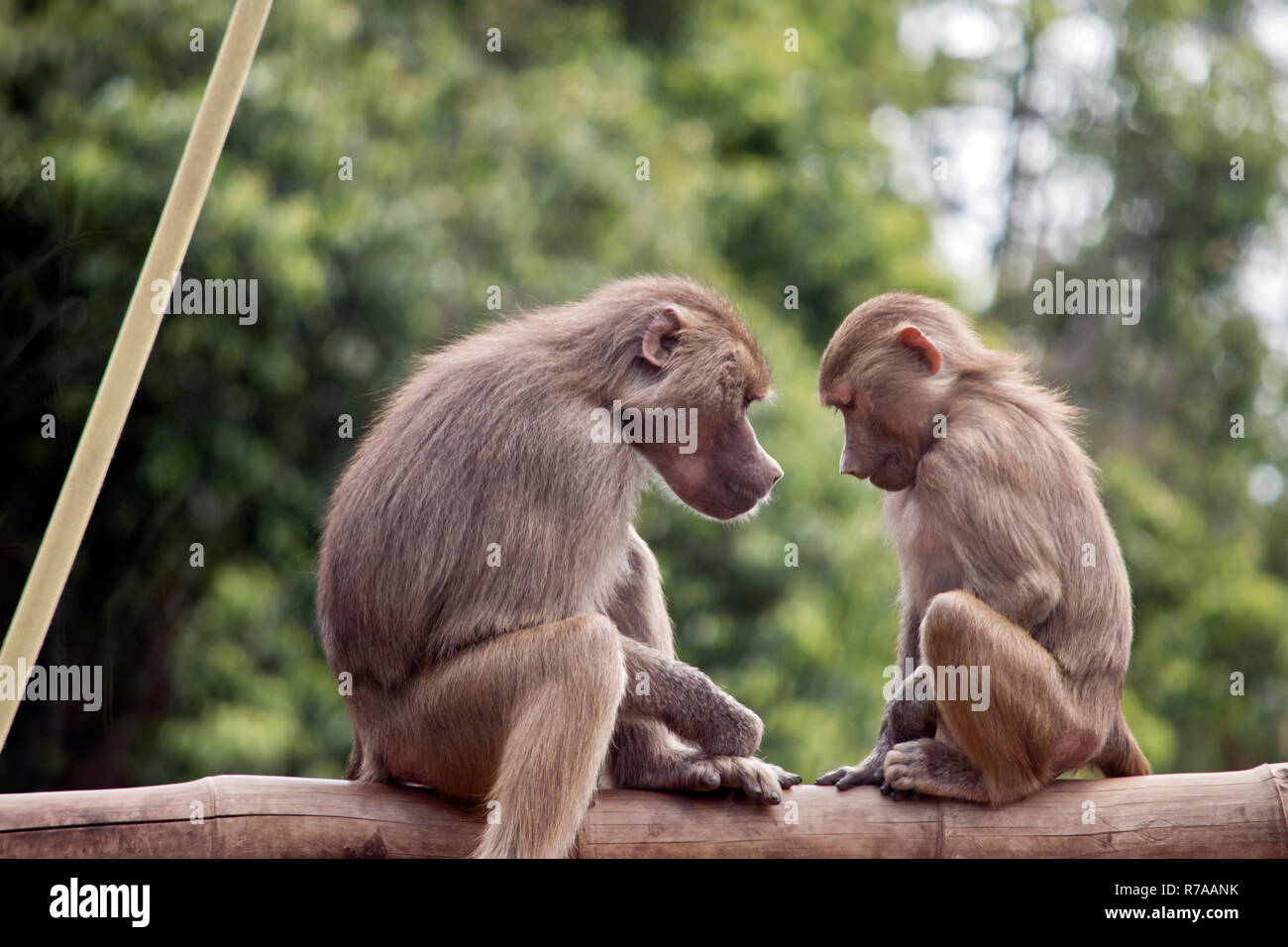 the young baboons are sitting on a log talking to each other Stock ...