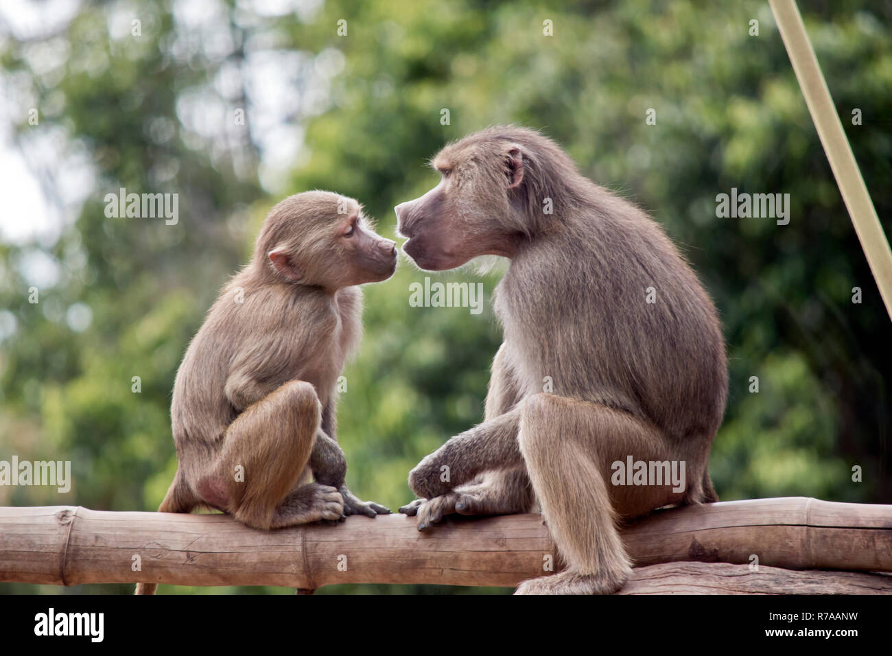 the young baboons are sitting on a log talking to each other Stock ...