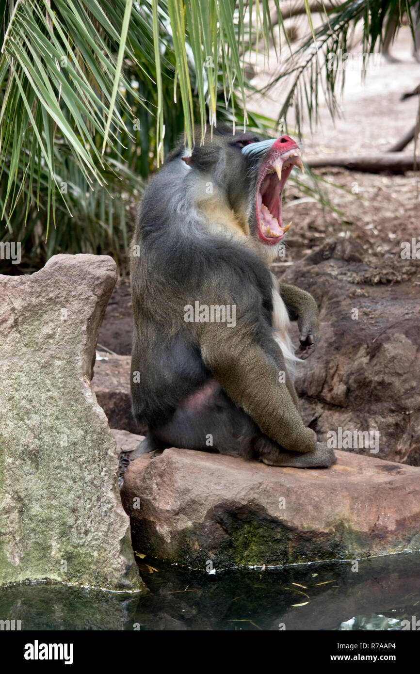 the old mandrill is sitting on the edge of the water yawning Stock ...