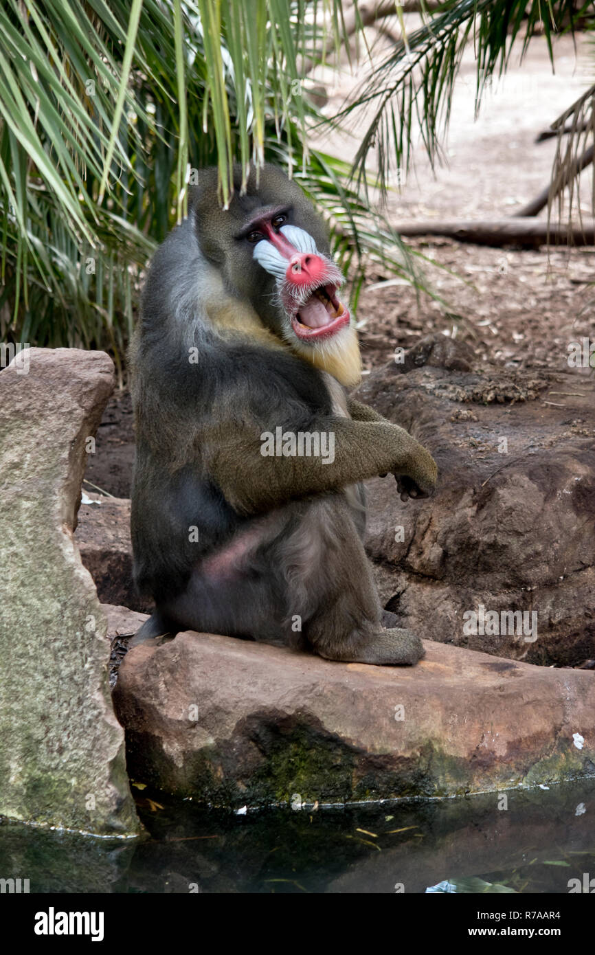the old mandrill is sitting on the edge of the water Stock Photo - Alamy