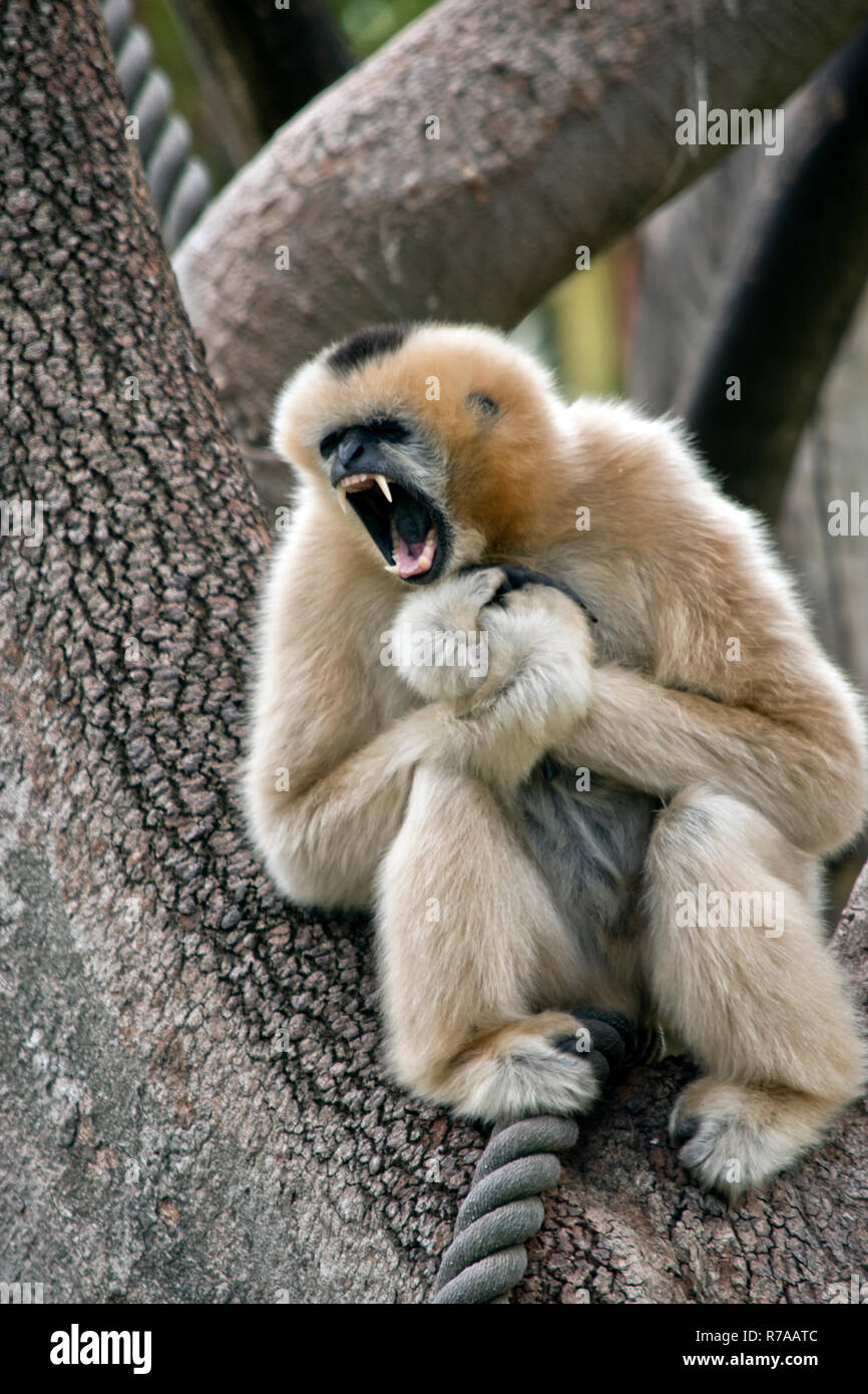 Monkey screaming hi-res stock photography and images - Alamy