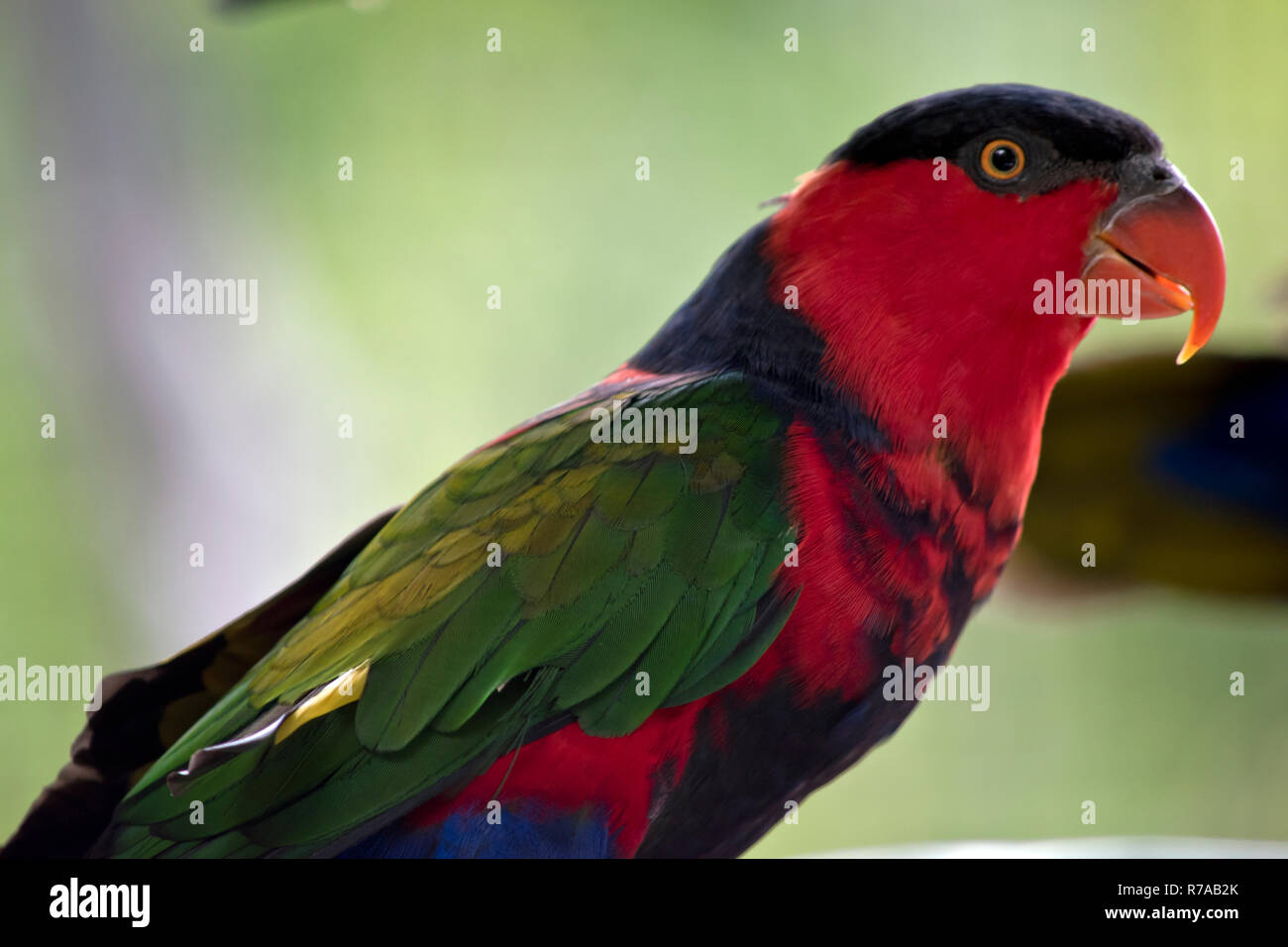 this is a side view of a black capped lory Stock Photo - Alamy