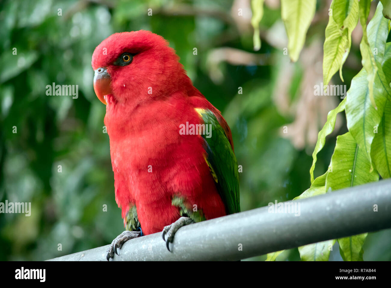 Red Lory Stock Photos & Red Lory Stock Images - Alamy