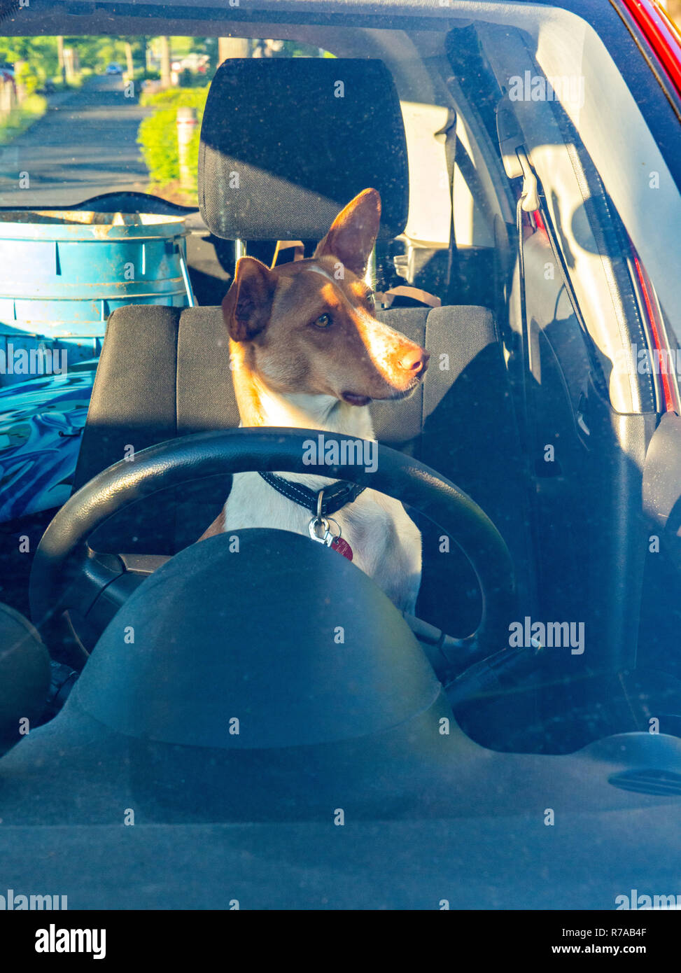 Fur windshield hi-res stock photography and images - Alamy