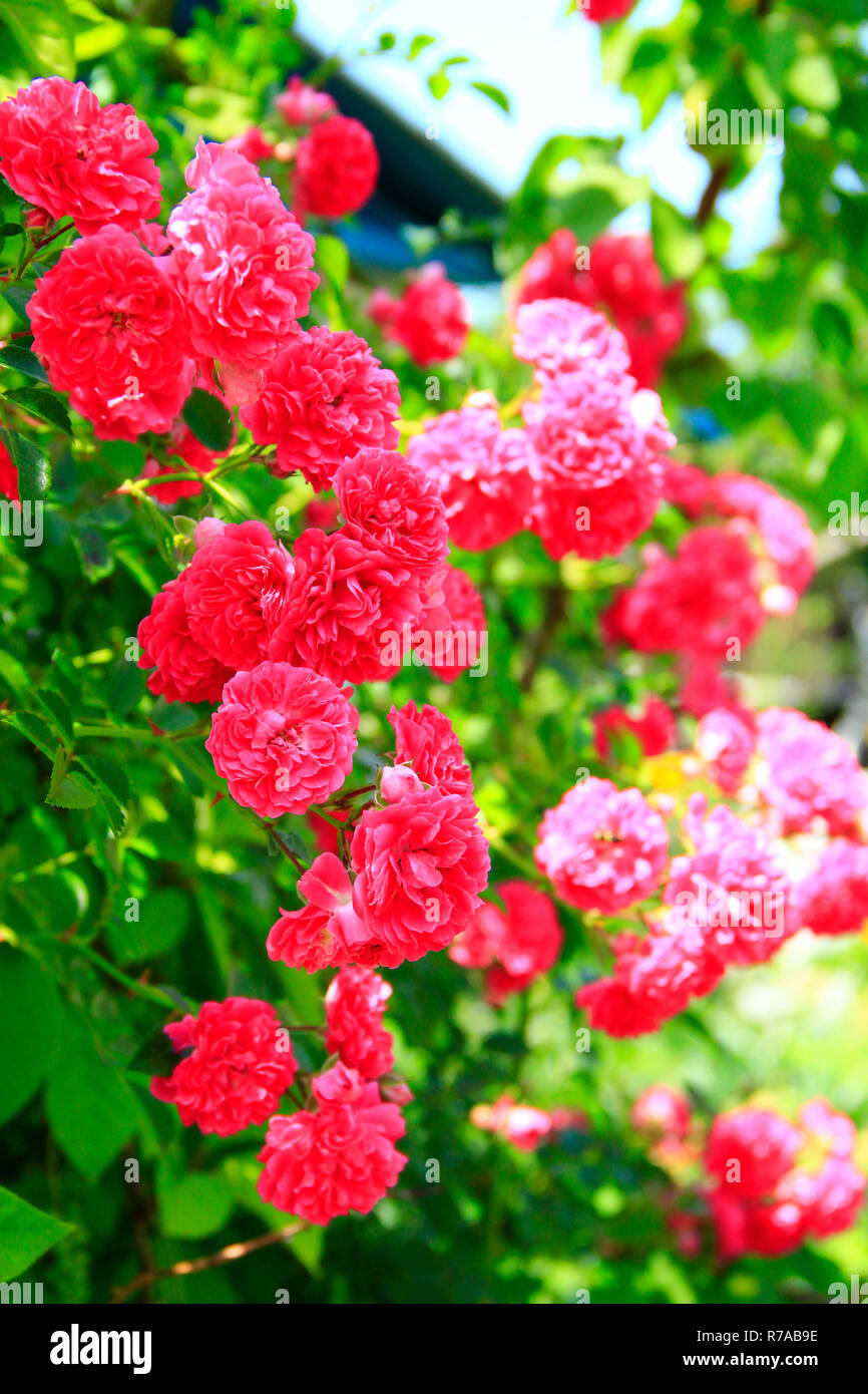 Climbing red rose hi-res stock photography and images - Alamy