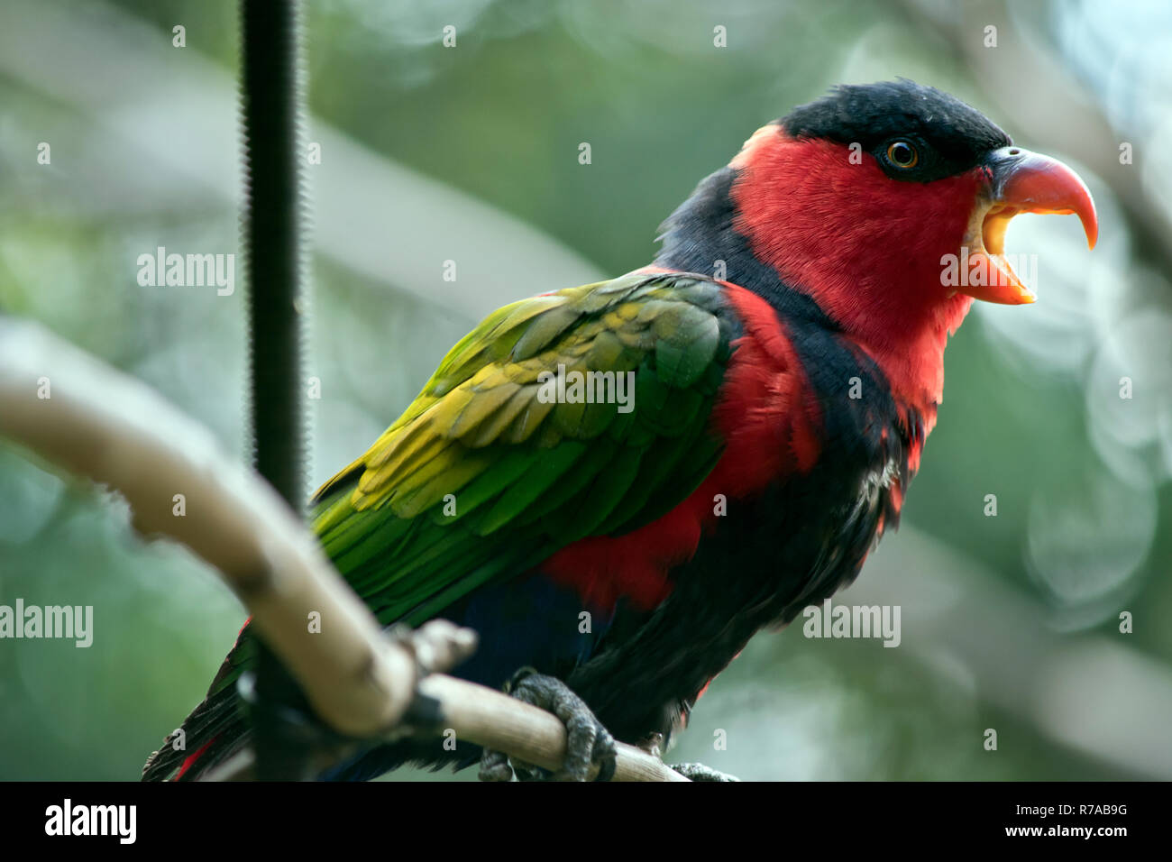 this is a side view of a black capped lory Stock Photo - Alamy