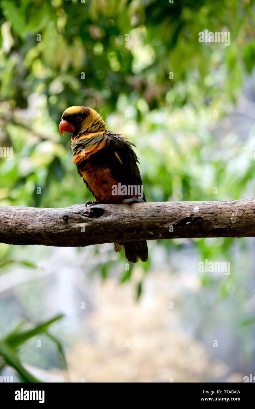 Dusky lory hi-res stock photography and images - Alamy