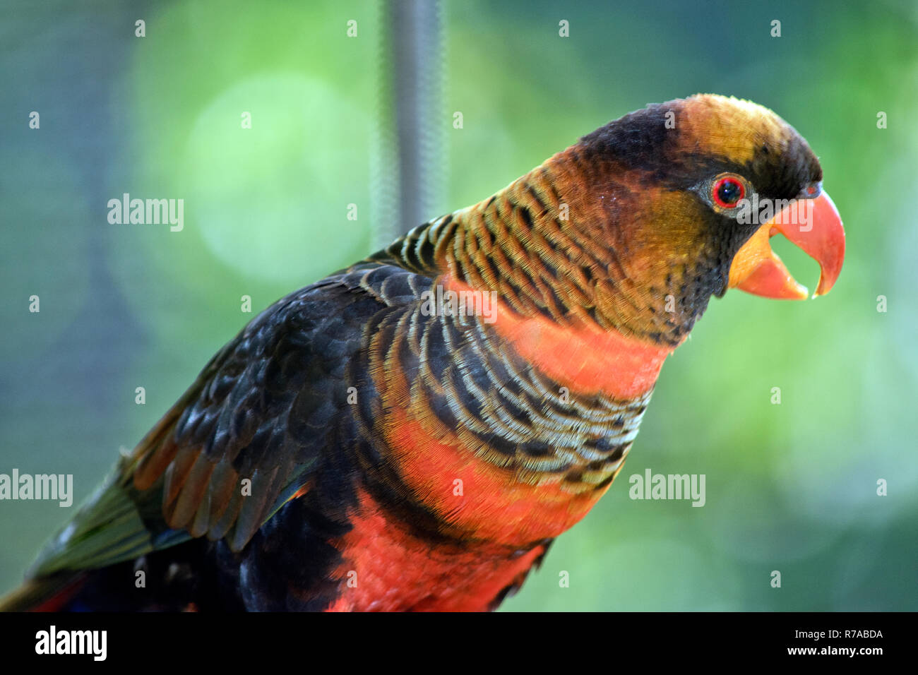 this is a side view of a dusky lory Stock Photo - Alamy