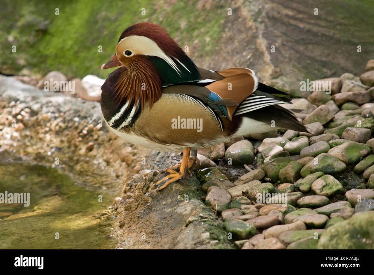 White duck side view hi-res stock photography and images - Alamy