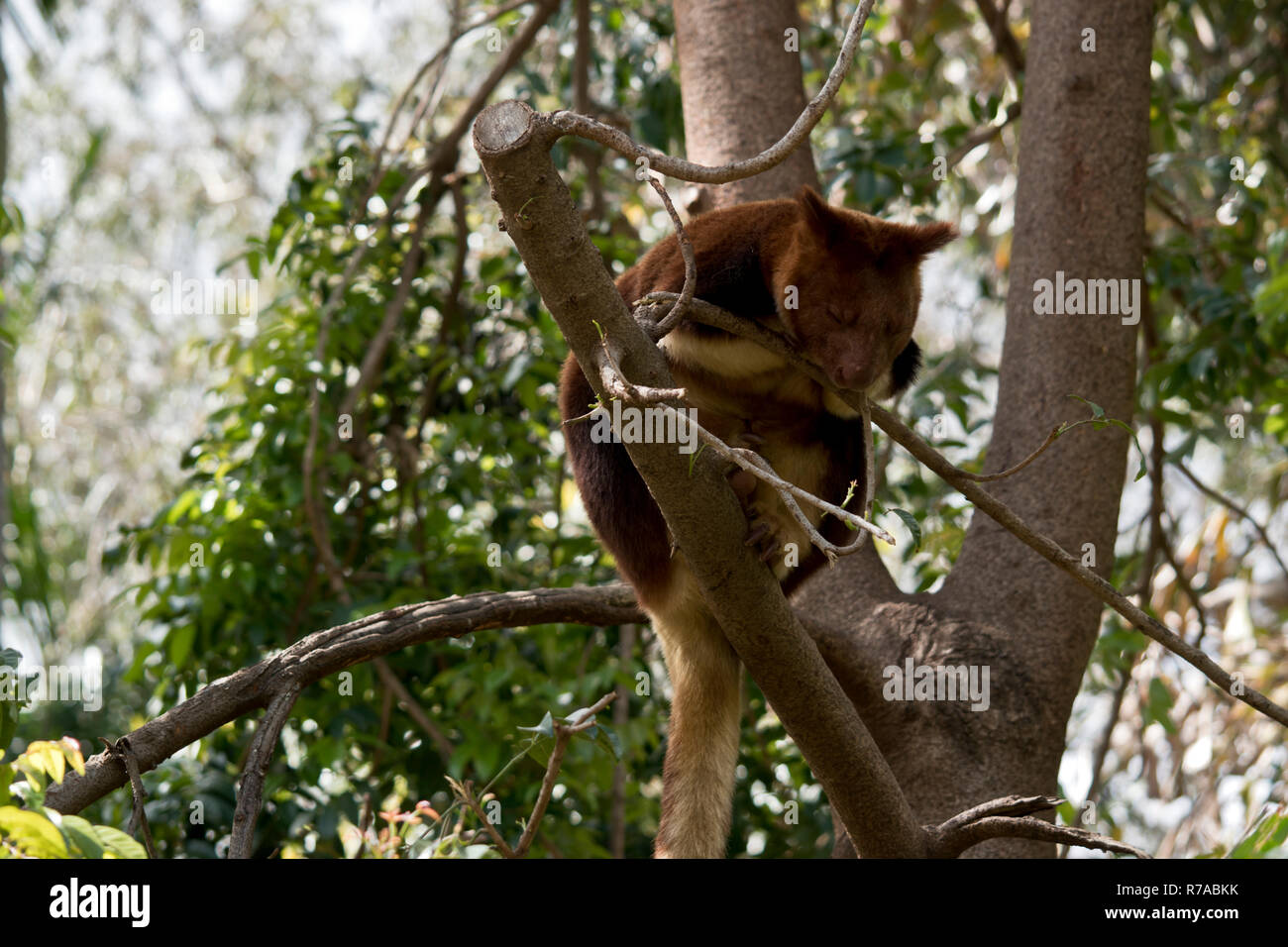 Tree kangaroo australia hi-res stock photography and images - Alamy