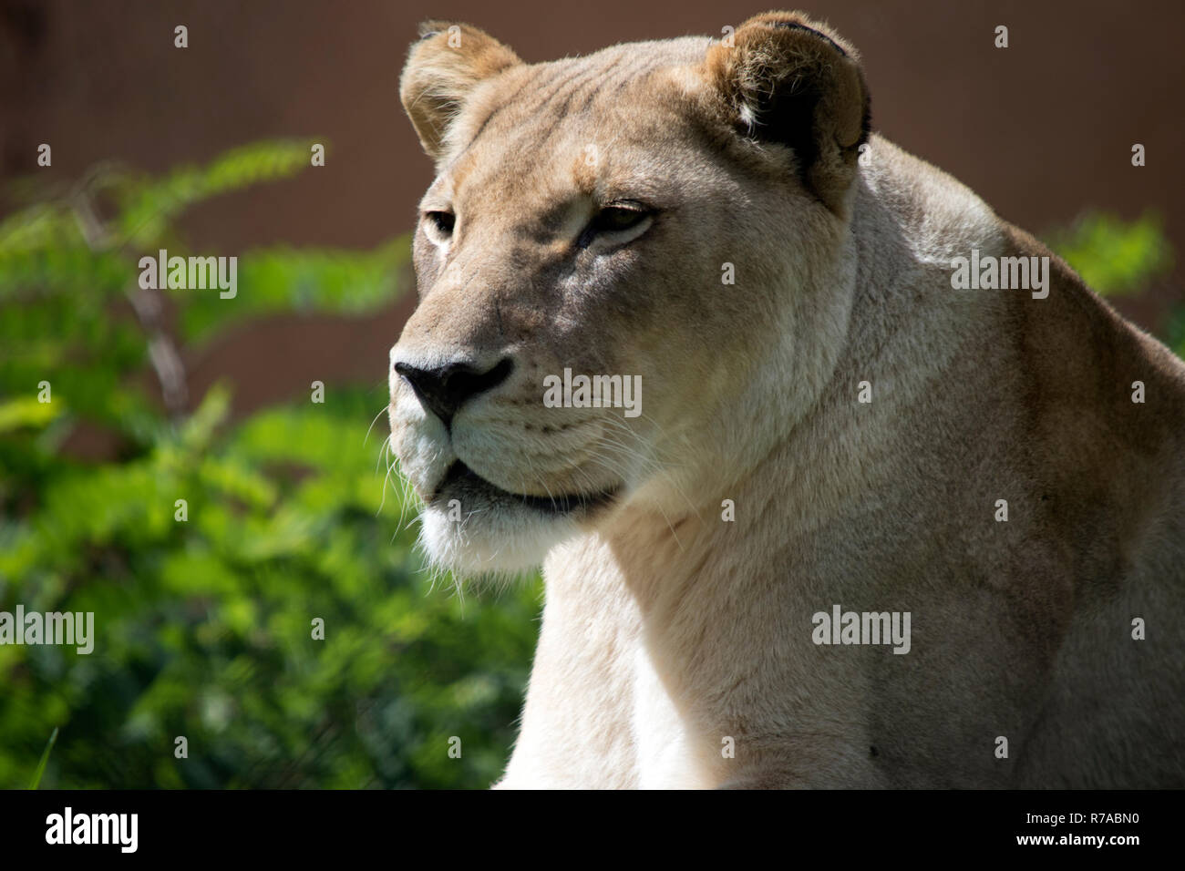 Lion claws close up hi-res stock photography and images - Alamy