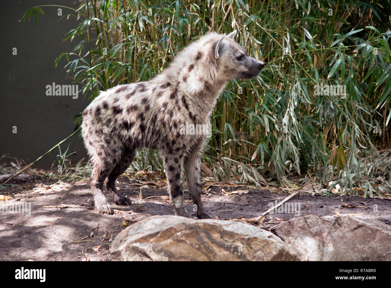 this is a side view of a spotted hyena Stock Photo - Alamy
