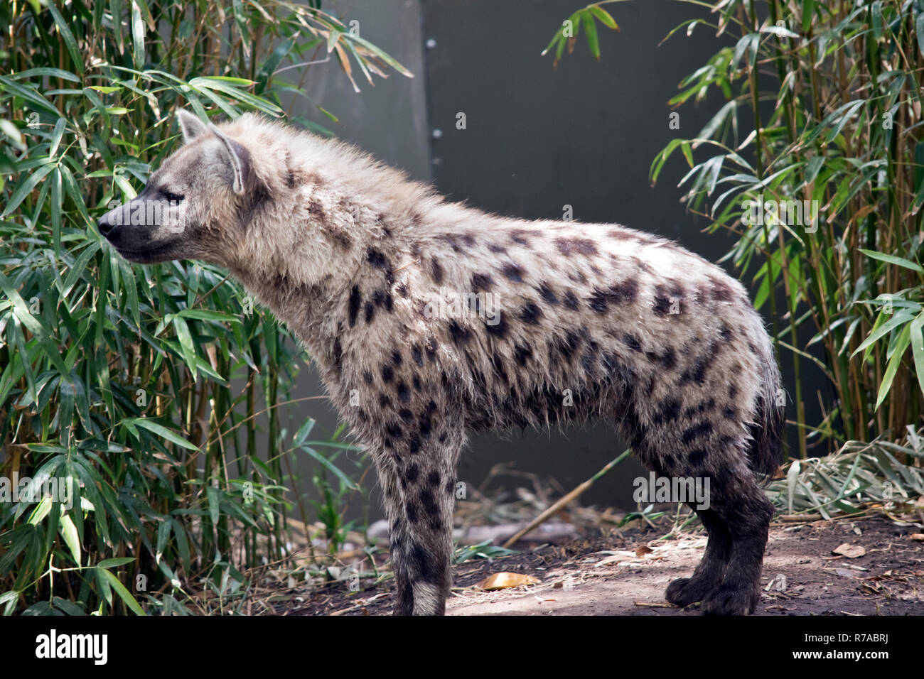 Black Spotted Hyena High Resolution Stock Photography and Images - Alamy