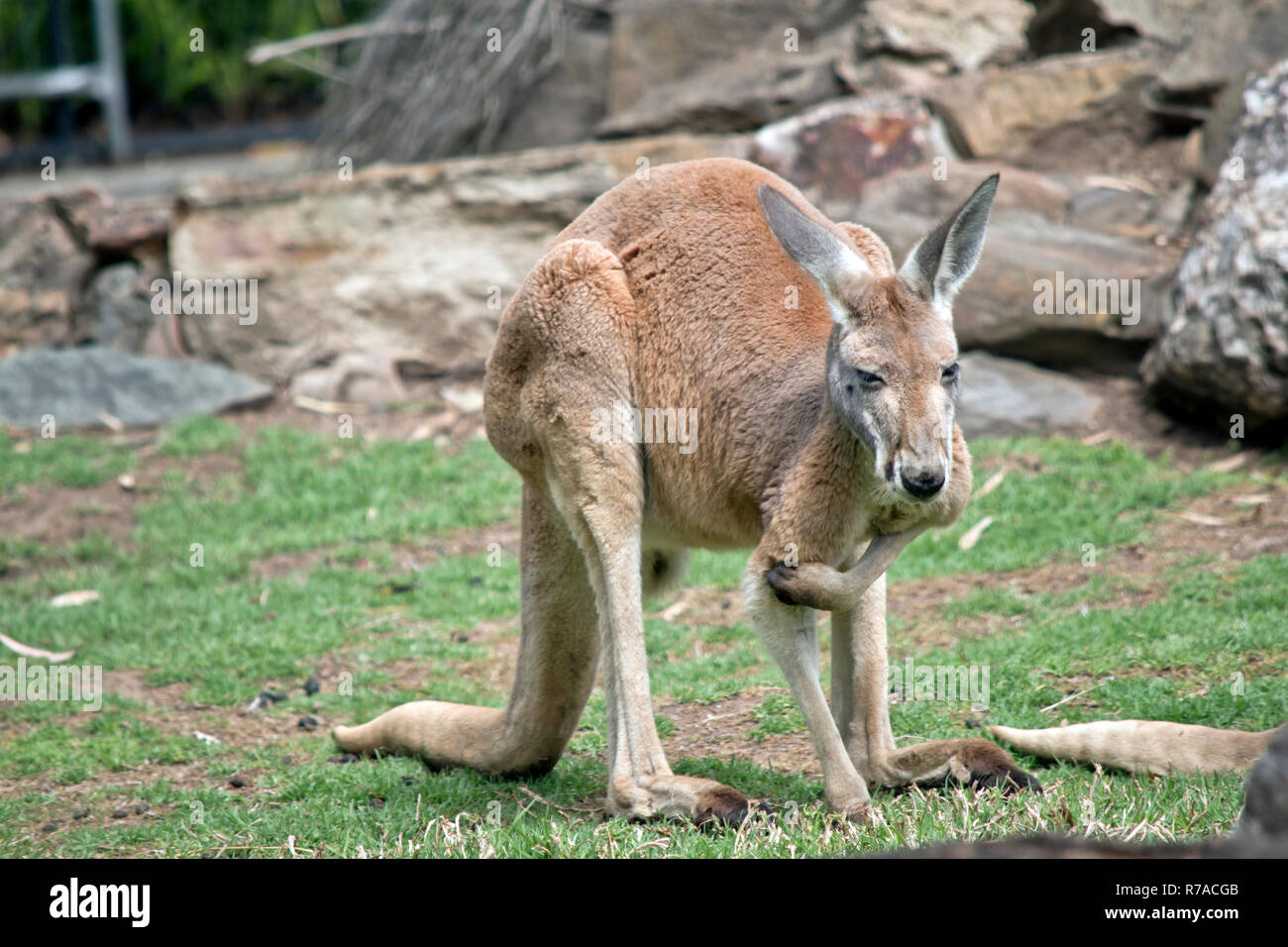 Scratch his nose hi-res stock photography and images - Alamy