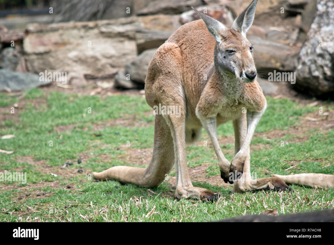 Scratch fur hi-res stock photography and images - Alamy