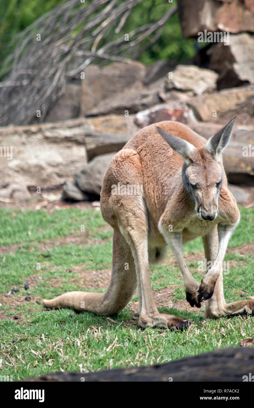 the male red kangaroo is standing behind a log Stock Photo - Alamy