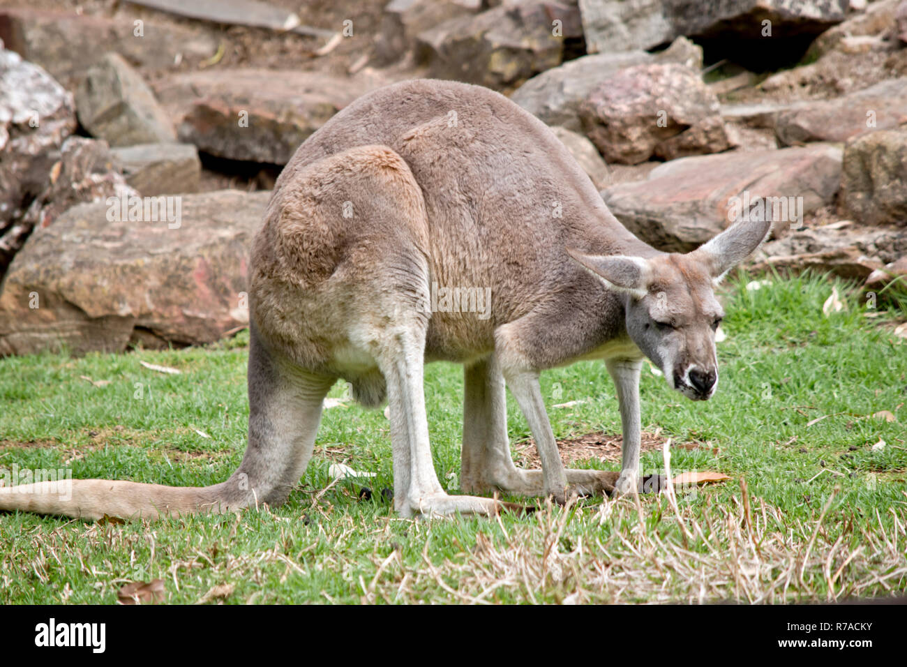 this is a side view of a male red kangaroo Stock Photo - Alamy