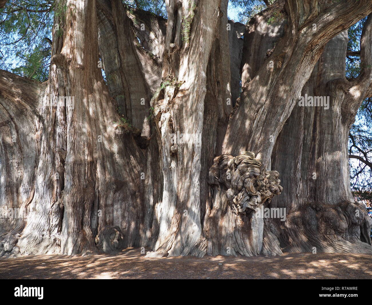 The Tule Tree High Resolution Stock Photography and Images - Alamy