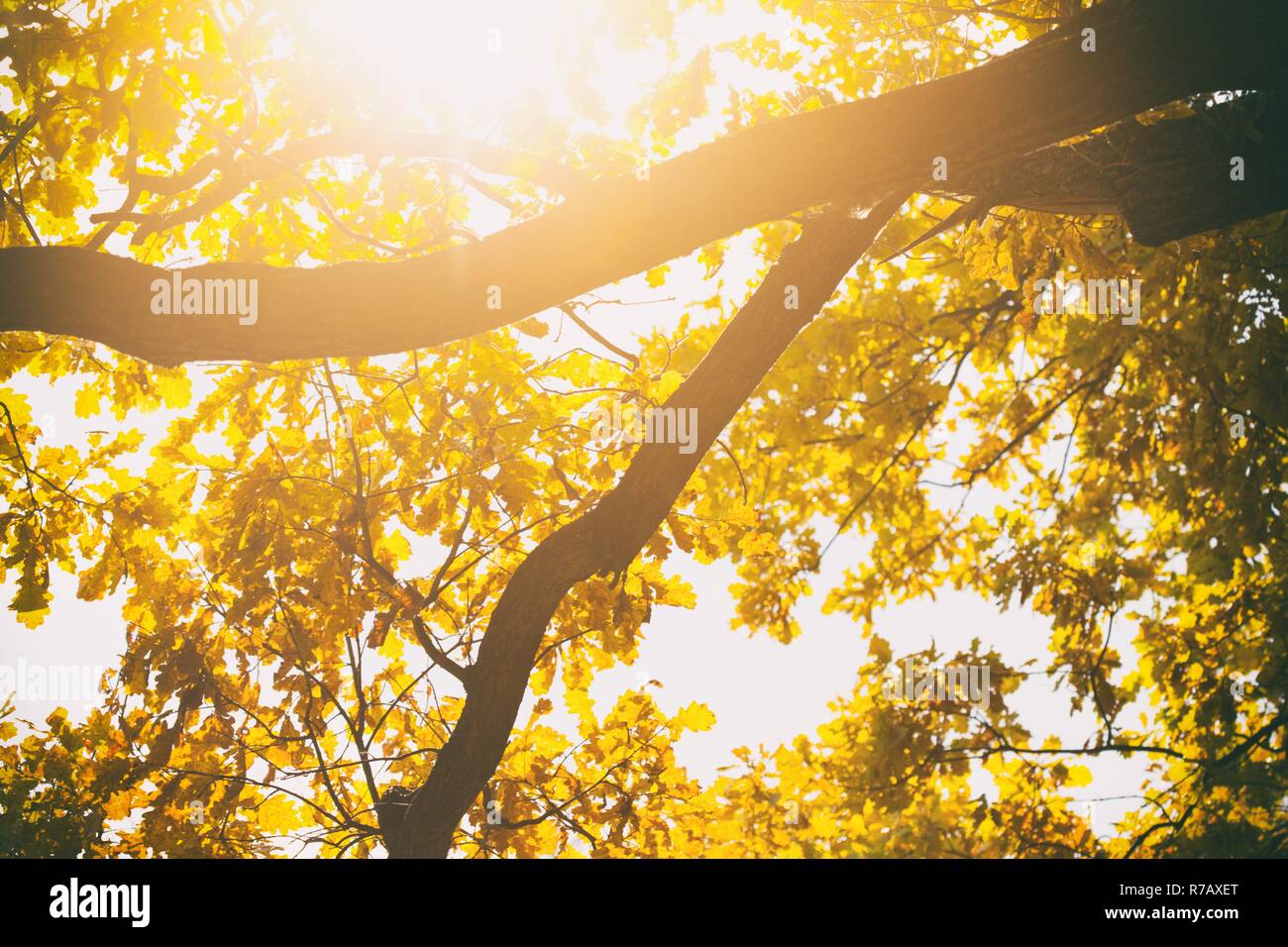 Backlight and gold environment hi-res stock photography and images - Alamy