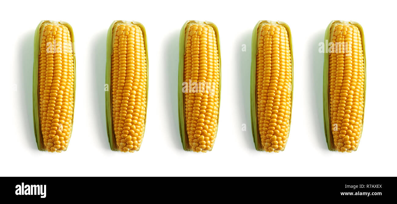Close-up of Sweet Corn in a Row isolated on white Background Stock ...