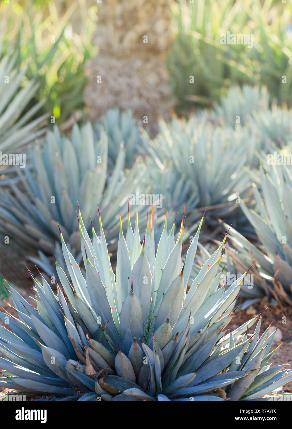 Agave plants, palms and succulents in the tropical garden Stock Photo ...
