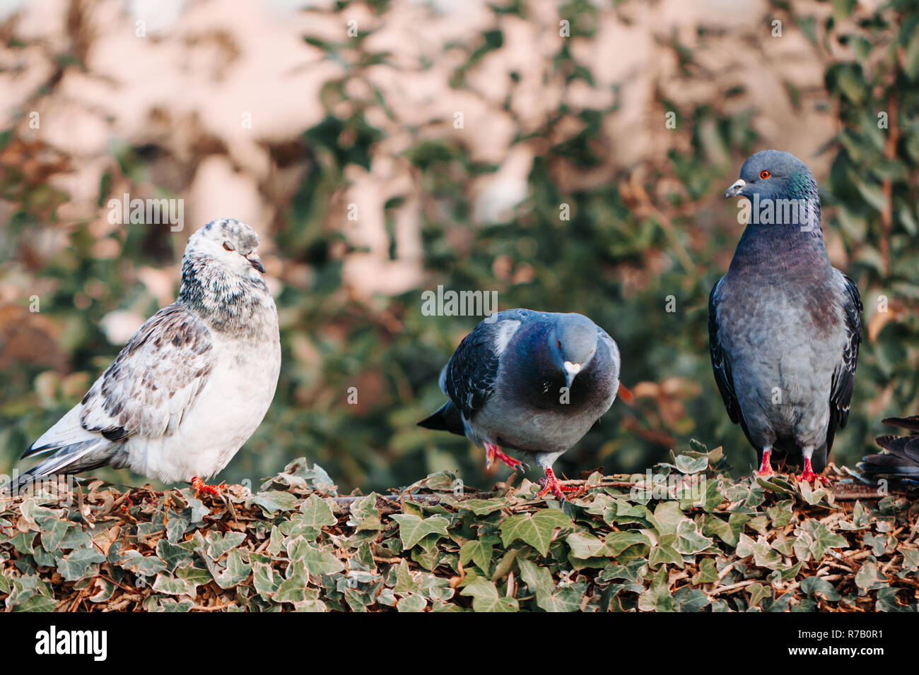 Three white doves hi-res stock photography and images - Alamy