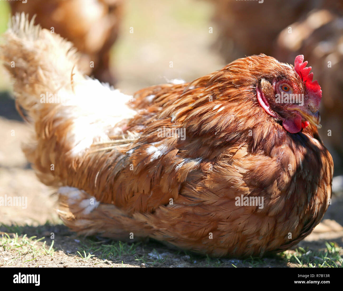 White hen hatching eggs hi-res stock photography and images - Alamy