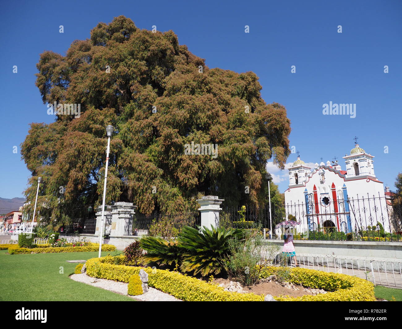 The Tule Tree High Resolution Stock Photography and Images - Alamy