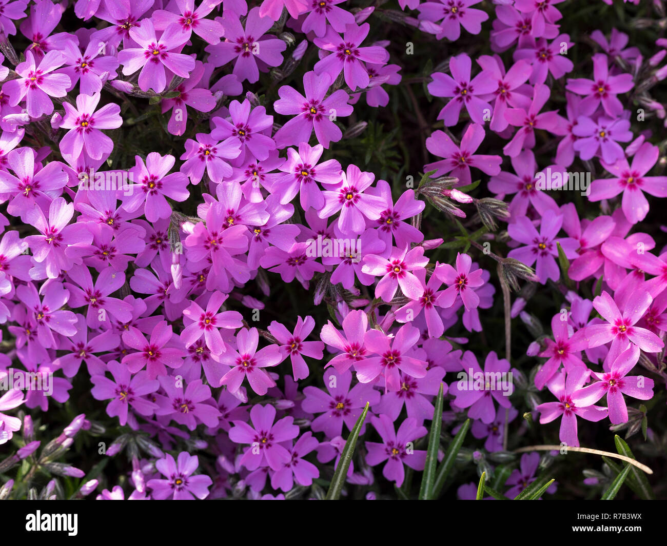 Pink phlox flowers hi-res stock photography and images - Alamy