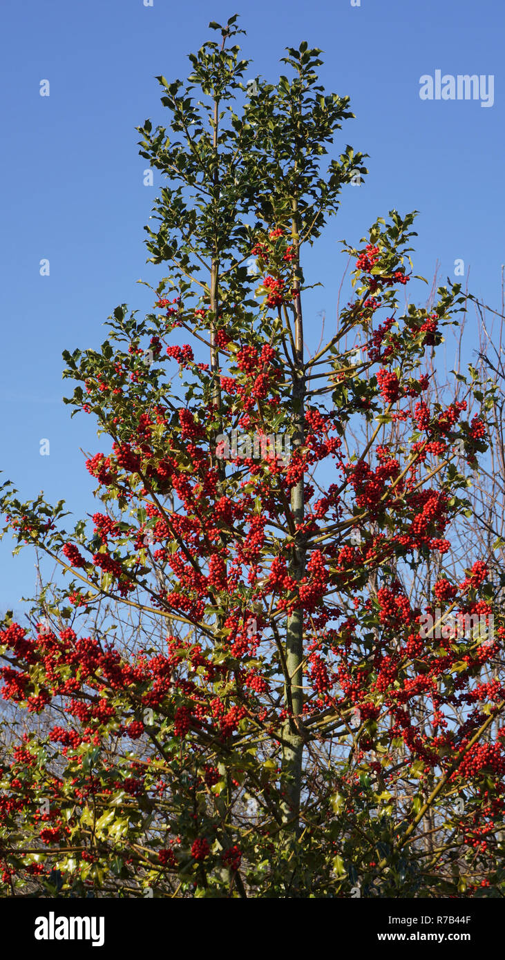 The clear blue sky enhances the towering pyramid shaped holly bush ...