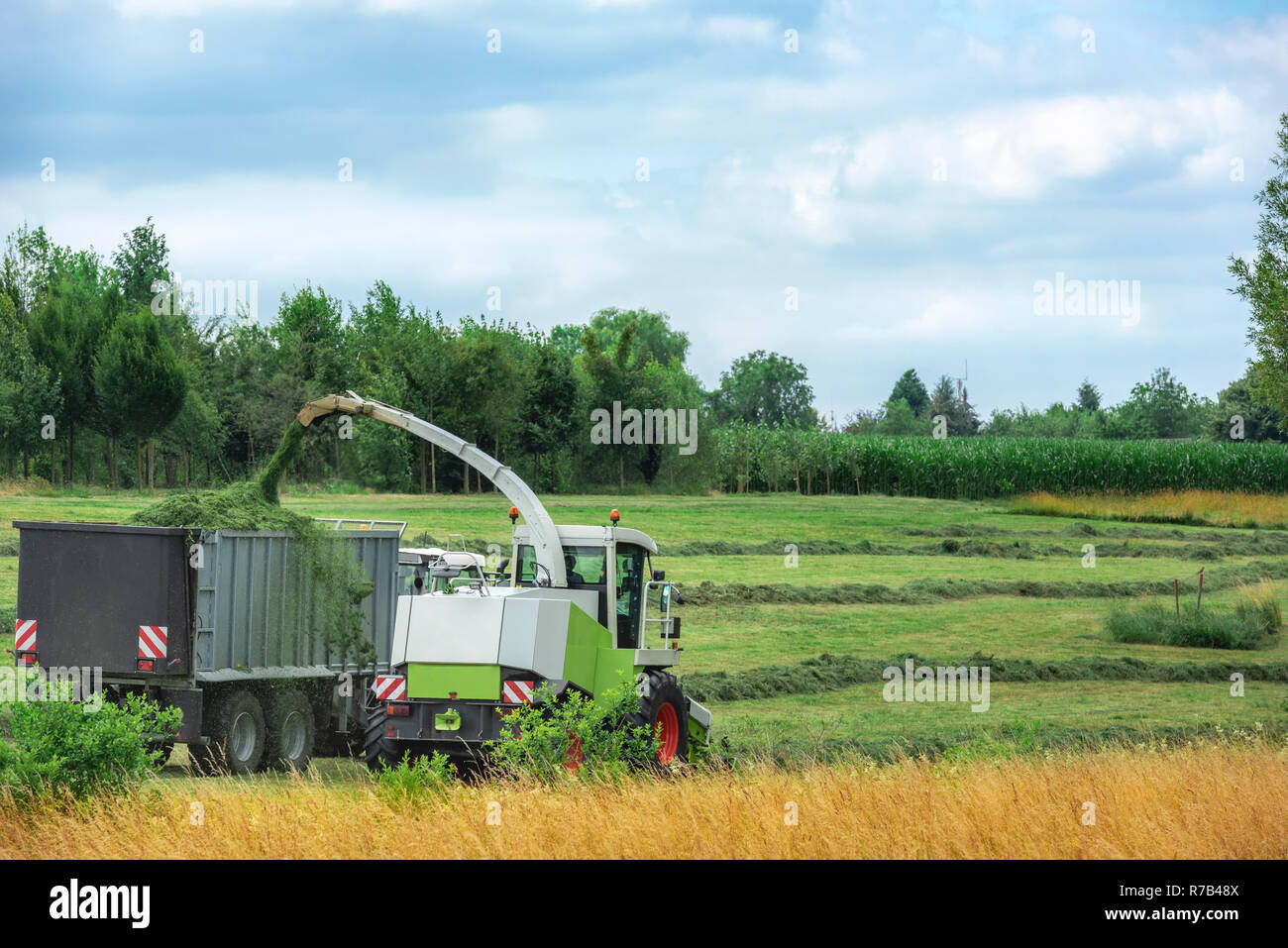 Harvesting grass with a Forager and trailer Stock Photo - Alamy