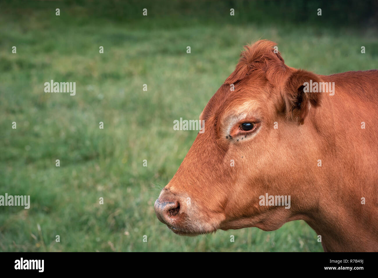 German cow breed hi-res stock photography and images - Alamy