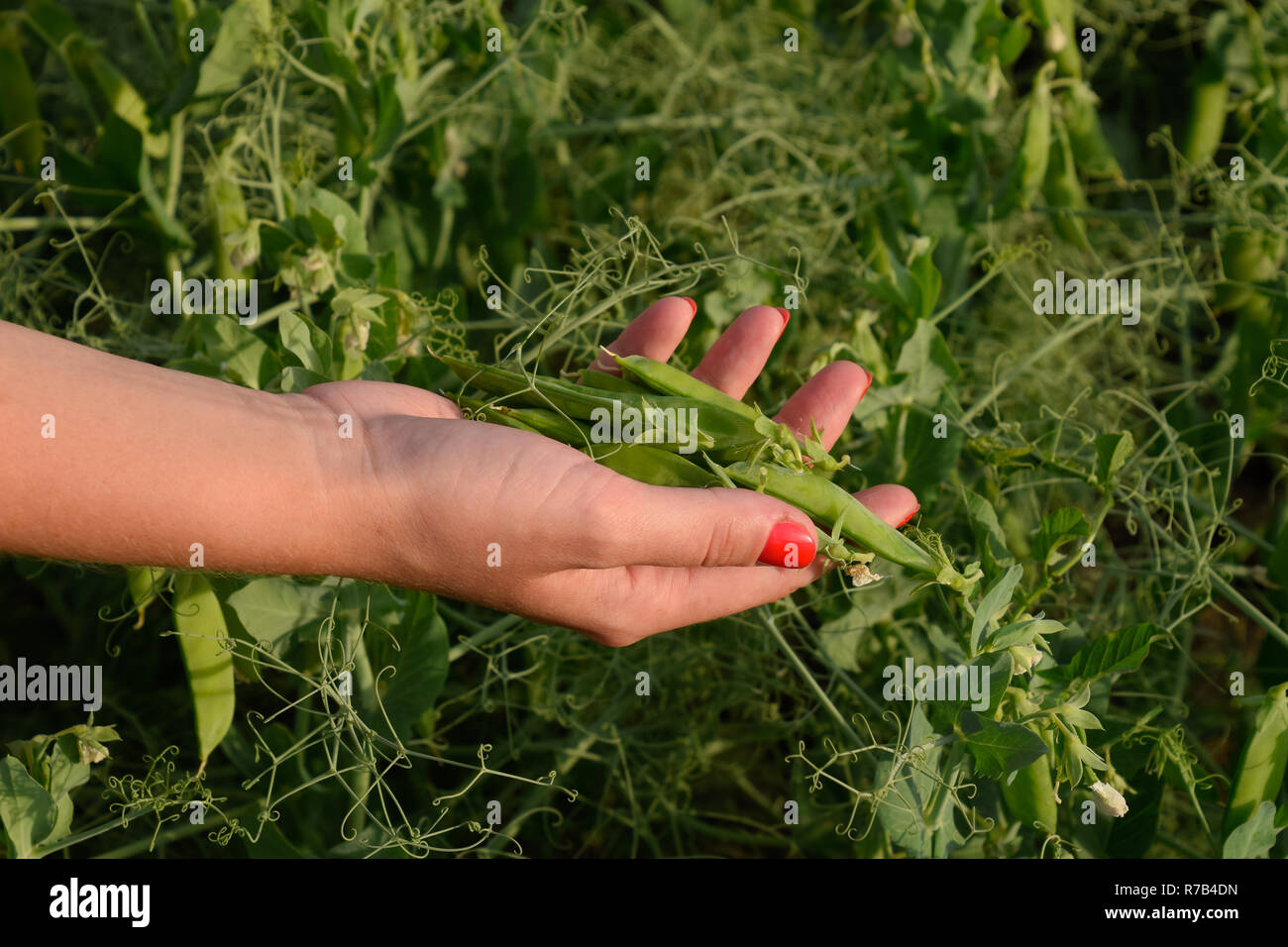 How to pick field peas hi-res stock photography and images - Alamy