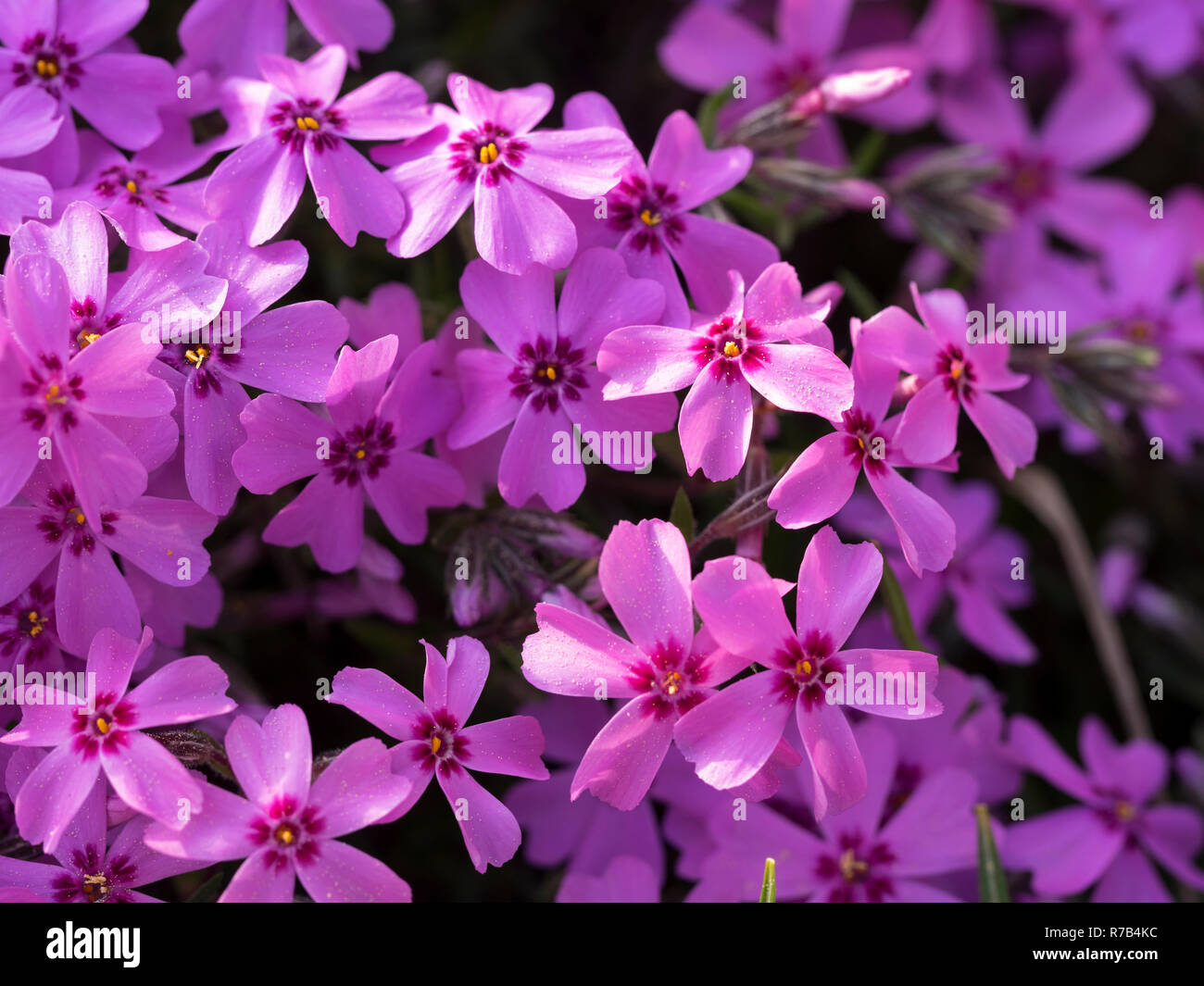 Beautiful pink phlox flowers in the sunlight in the garden in spring ...