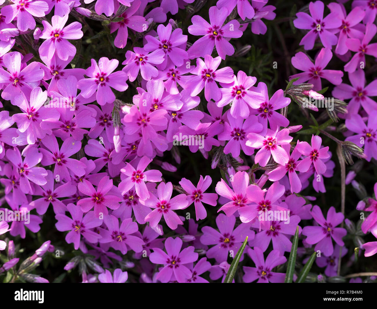 Beautiful pink phlox flowers in the sunlight in the garden in spring ...