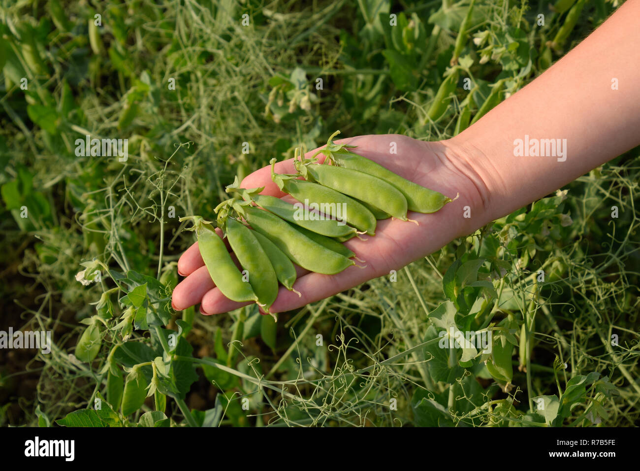 How to pick field peas hi-res stock photography and images - Alamy