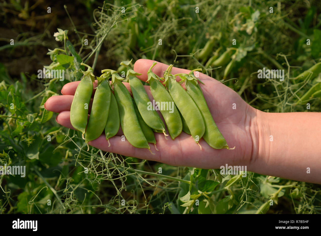How to pick field peas hi-res stock photography and images - Alamy