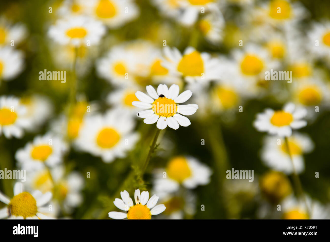 Chamomile flowers. Pharmaceutical camomile. Medicinal plant chamomile ...