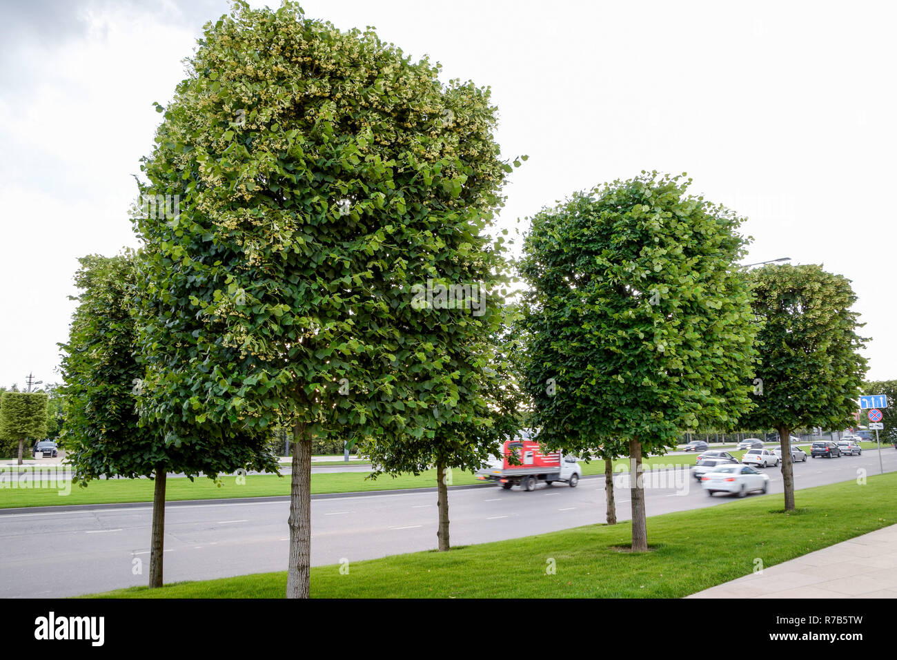 Decorative trees hi-res stock photography and images - Alamy