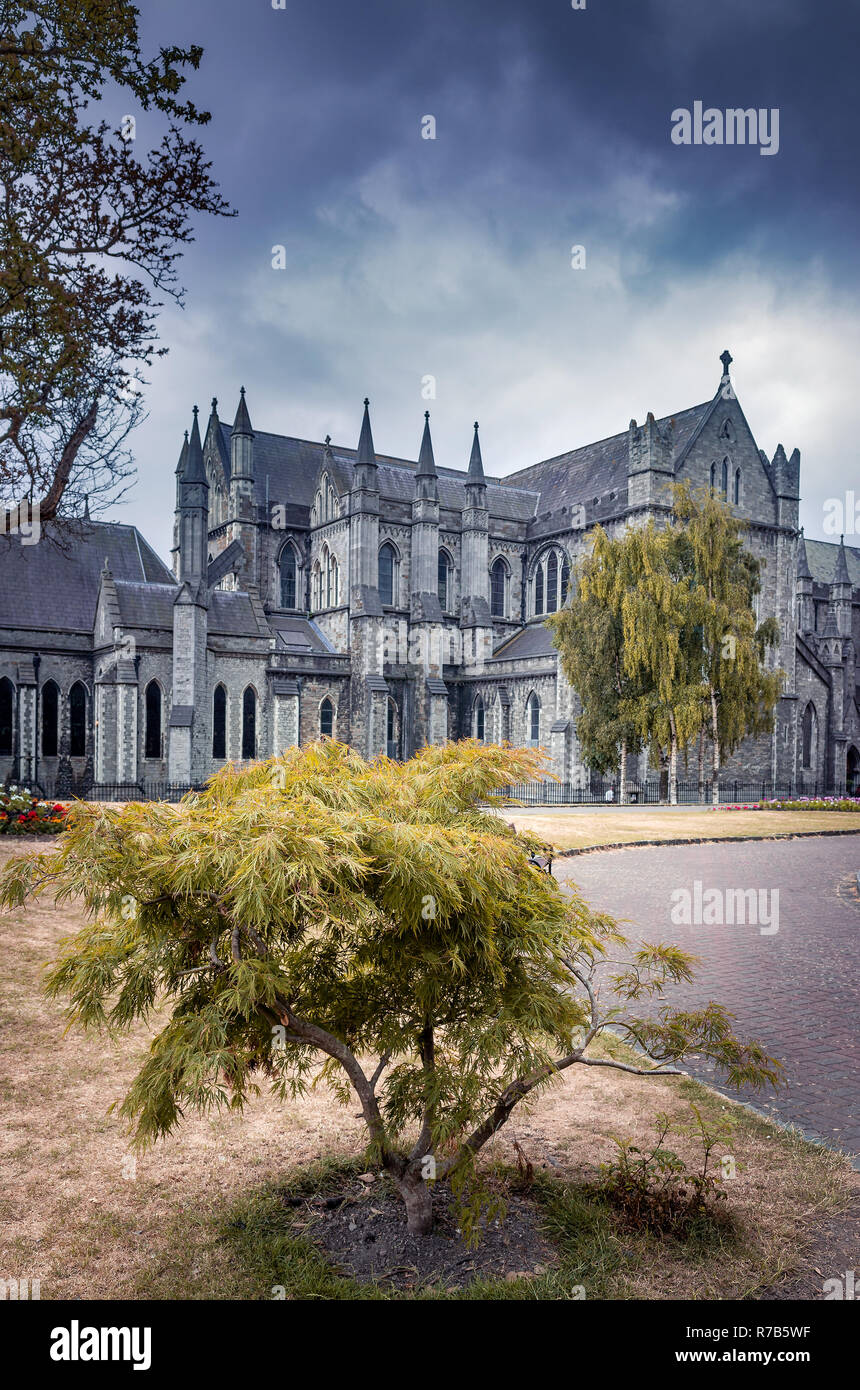 Medieval gothic cathedral of St. Patrick in Dublin with a little maple ...
