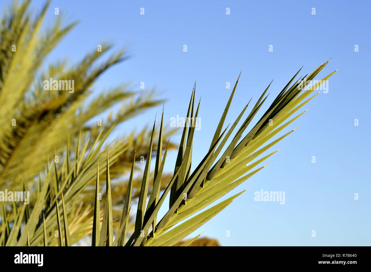 Date palm (Phoenix dactylifera) branches Stock Photo - Alamy