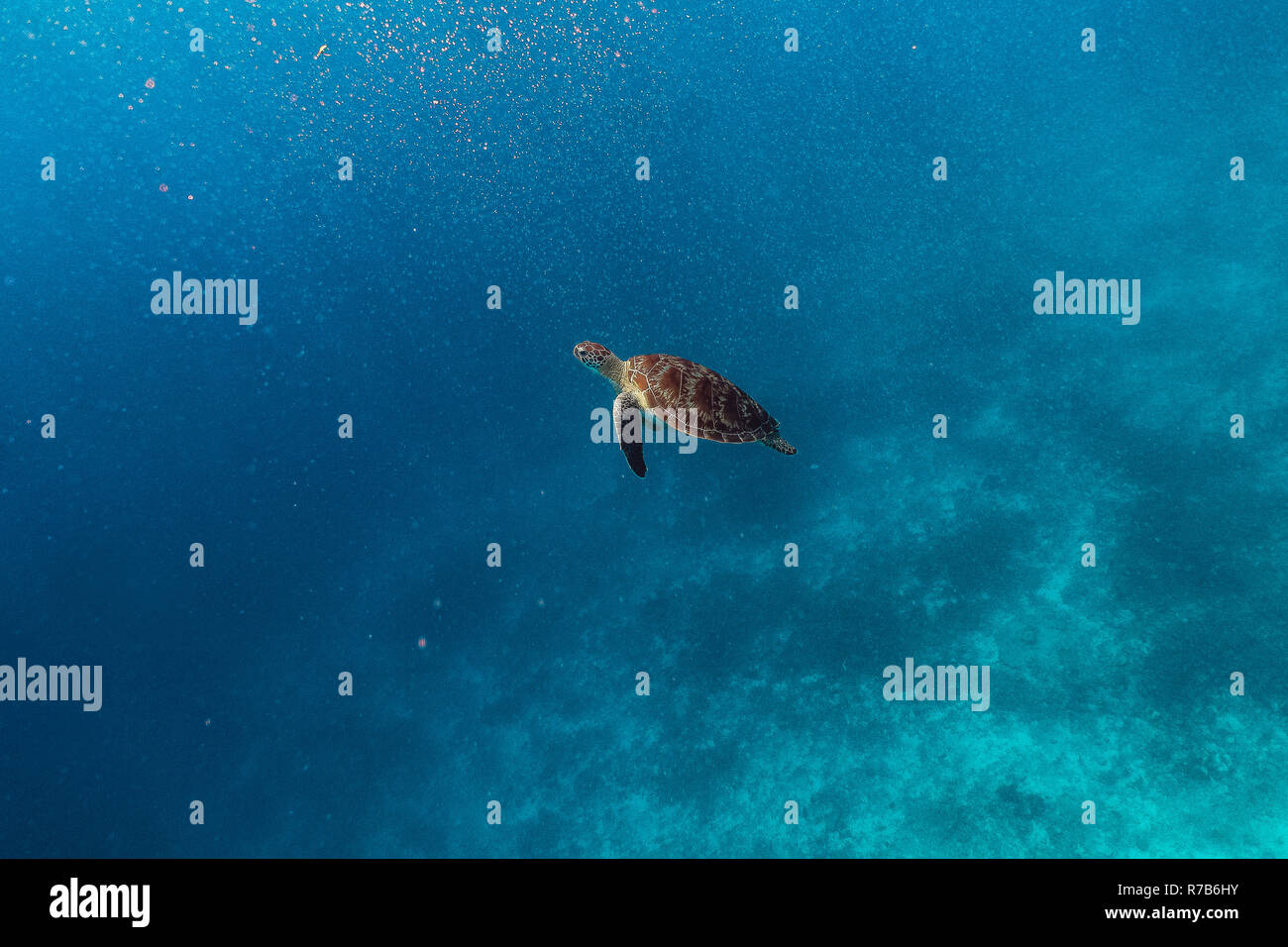 Sea turtle in blue ocean water hi-res stock photography and images - Alamy